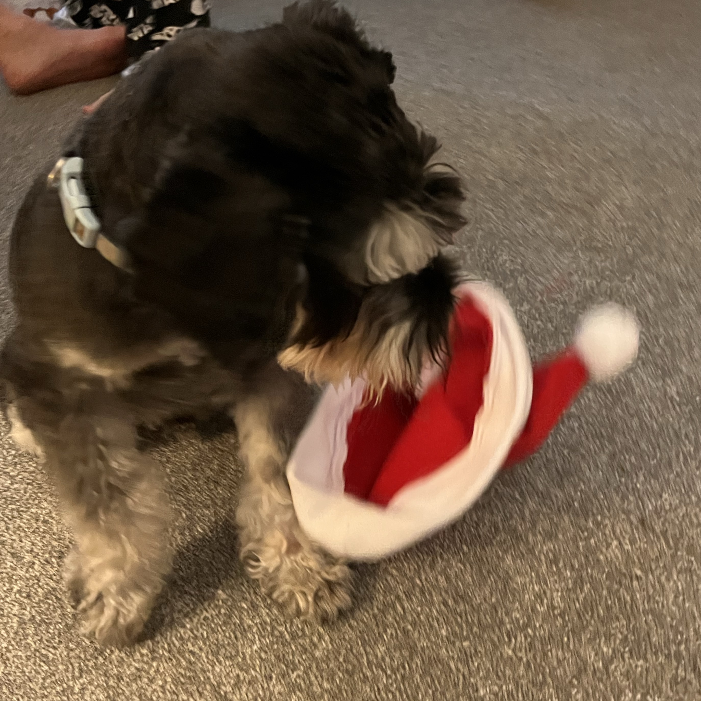 Pet care Tilly H., Hoo St. Werburgh, UK